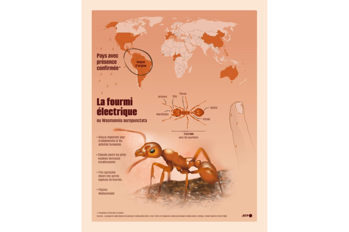 La fourmi électrique, coûteuse à éradiquer, menace de proliférer en ...