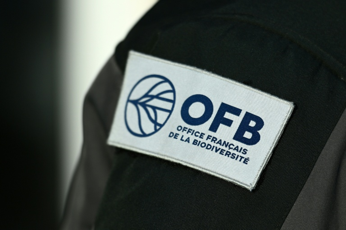 La fourmi électrique, coûteuse à éradiquer, menace de proliférer en ...